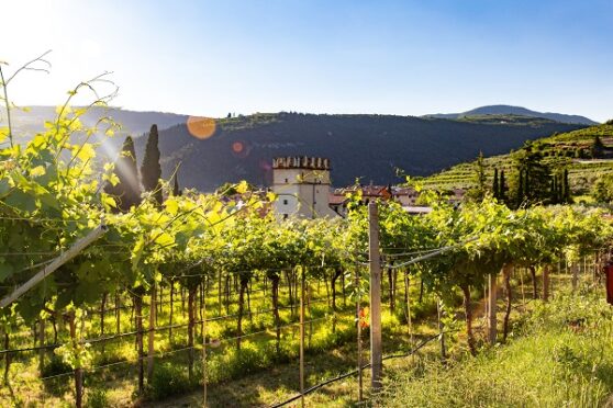 Le migliori 10 cantine da visitare in Valpolicella - Decanto Wine